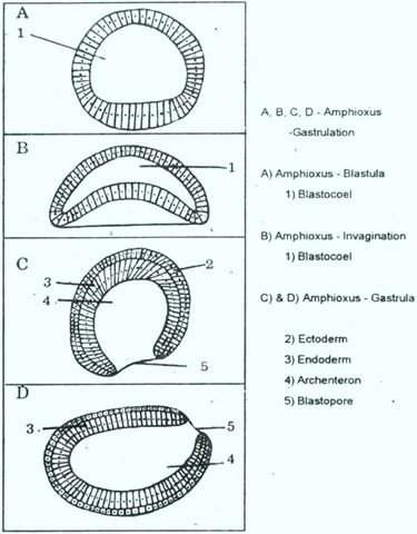 Biology learnspot: AMPHIOXUS EMBRYOLOGY